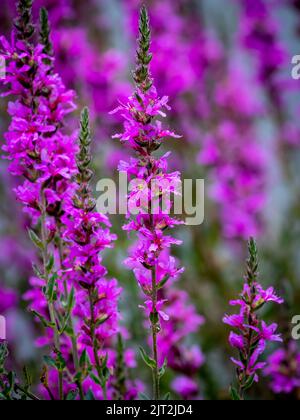 Lythrum salicaria is a perennial herbaceous plant of the Lythrum family ...
