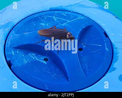 Cockroach in the pool on a pool chlorine floater Stock Photo - Alamy