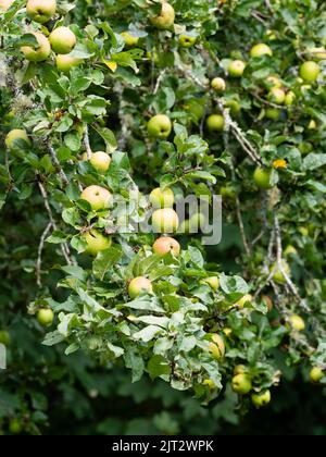 The apple is the edible fruit of the Malus domestica species, commonly ...
