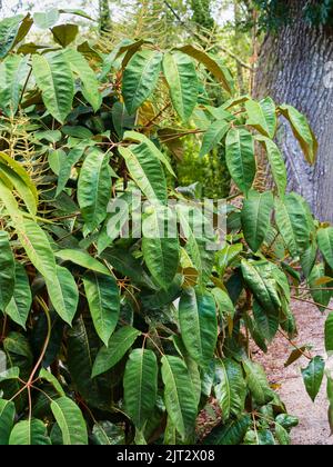 Massive leaves with brown indumentum and flower spikes of the exotic ...