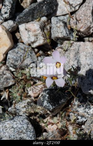 Pink flowering cymose cluster inflorescence of Linanthus Dianthiflorus ...