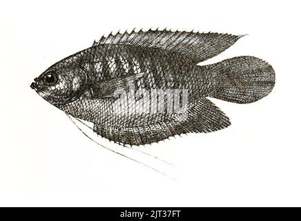 Trichogaster labiosus Ford 79 Stock Photo - Alamy