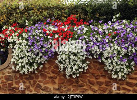 Petunia, Petunias, red, blue, white, overhanging carstone wall, front ...