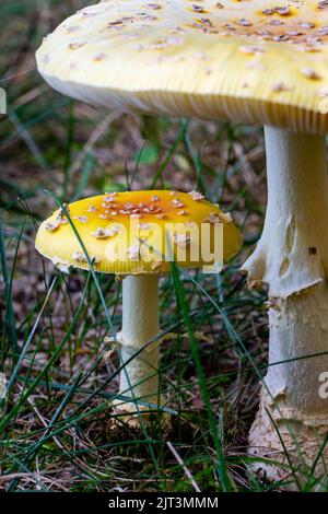 Wild Mushrooms. Wisconsin Stock Photo - Alamy