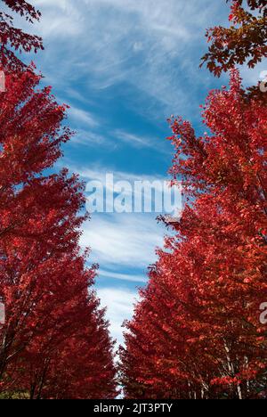 Autumn maple leaves Montreal, Quebec, Canada Stock Photo - Alamy