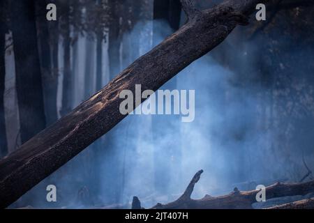 After wildfire disaster caused by humans Stock Photo - Alamy