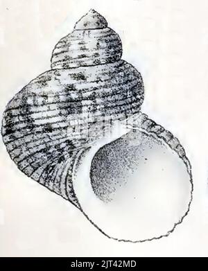 Turbo intercostalis 003 Stock Photo - Alamy