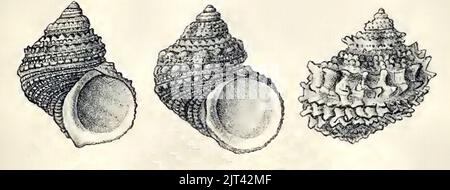 Turbo castanea 003 Stock Photo - Alamy