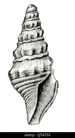 Turricula aethiopica 001 Stock Photo - Alamy