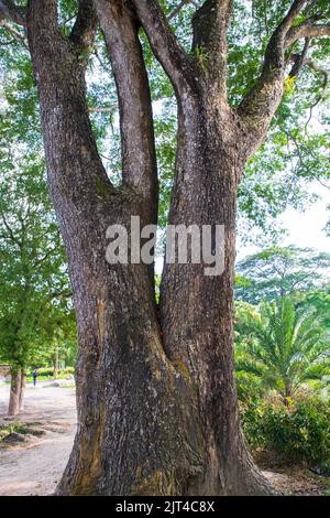 the biggest tree in the forest with a greenery view Stock Photo - Alamy