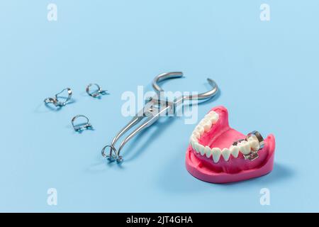 Layout of the human jaw and the rubber dam clamp forceps with the clamp ...