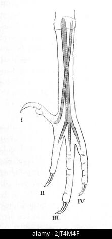 Typical Passerine foot 1881 Stock Photo - Alamy
