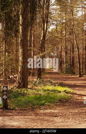 A view looking through an avenue of evergreen trees in Brandon Country ...