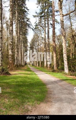 Noble Fir Walk, Tree-lined Walk, Gardens, Woodstock House, Inistioge ...