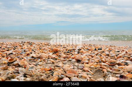 lots of shells by the sea without people in the summer Stock Photo - Alamy