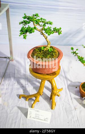 Bonsai tree exhibit on August 27, 2022 Stock Photo - Alamy