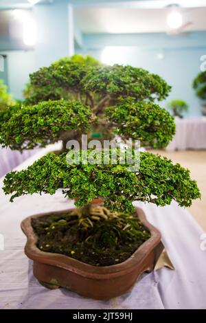 Bonsai tree exhibit on August 27, 2022 Stock Photo - Alamy