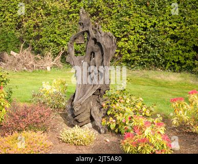 Bog Oak, Ballinasloe, Co Galway, Eire, Ireland. Bog oak consists of oak ...