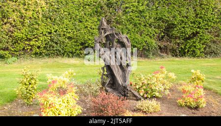 Bog Oak, Ballinasloe, Co Galway, Eire, Ireland. Bog oak consists of oak ...