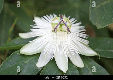 Passion Flower "Snow Queen". Passiflora Stock Photo - Alamy