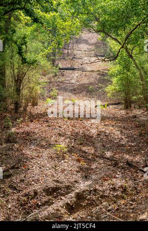 Natural scenic view or Habitat of kanha national park forest or tiger ...