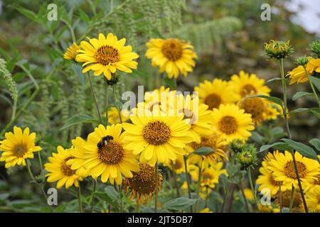Heliopsis in the sun. Heliopsis flower up close during a sunny summer ...