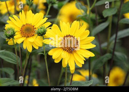 Heliopsis in the sun. Heliopsis flower up close during a sunny summer ...