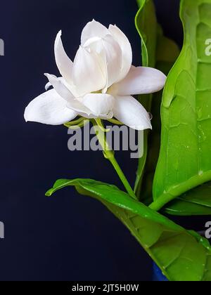 arabian jasmine jasminum sambac grand duke of tuscany Stock Photo - Alamy