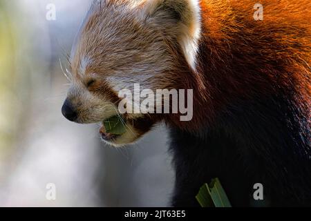 A closeup of a red panda with sunlight Stock Photo - Alamy
