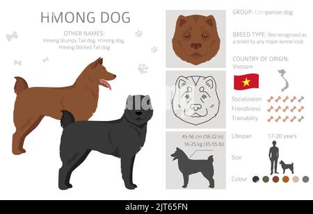 Hmong dog clipart. Different poses, coat colors set. Vector ...