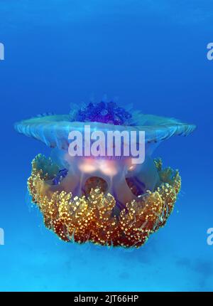 Cauliflower jellyfish (Cephea cephea) Indian Ocean, Maldives Stock ...