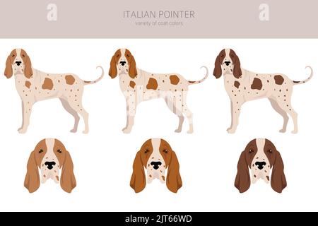 Italian pointer clipart. Different poses, coat colors set. Vector ...