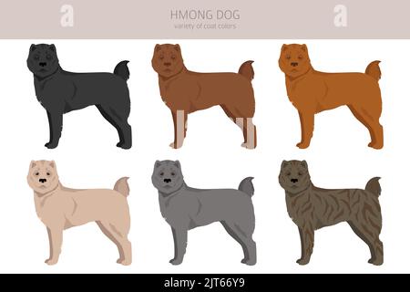 Hmong dog clipart. Different poses, coat colors set. Vector ...