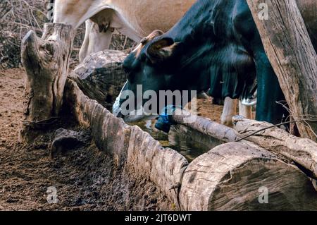 A cattle drinking water from wooden bowl under sunlight Stock Photo - Alamy