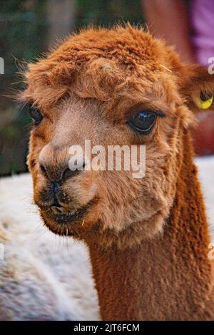 Portraits of gorgeous, fluffy, wooly alpacas at a meet and greet ...