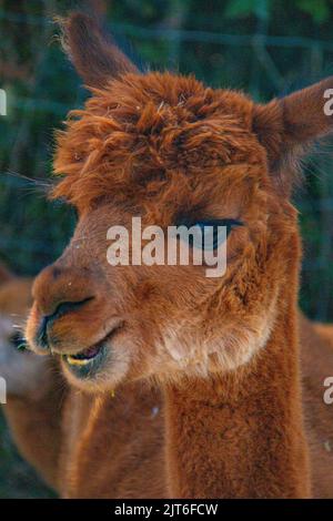 Portraits of gorgeous, fluffy, wooly alpacas at a meet and greet ...