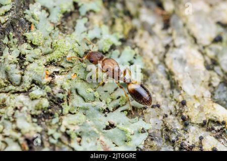 A Dulotic Acorn Ant (Temnothorax duloticus) queen, wingless after ...