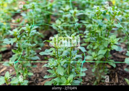 Cut flower netting. Plant support net. Using plastic garden netting to ...