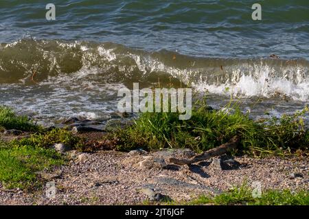 Wellen brechen am Rhein Strand, Ufer auf Stock Photo - Alamy