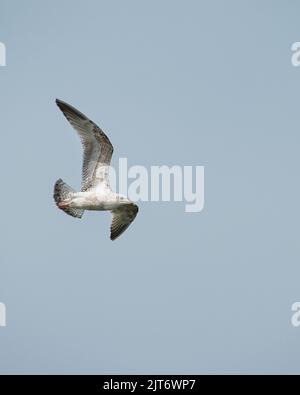 A closeup shot of a flying herring gull widespread its wings under a ...