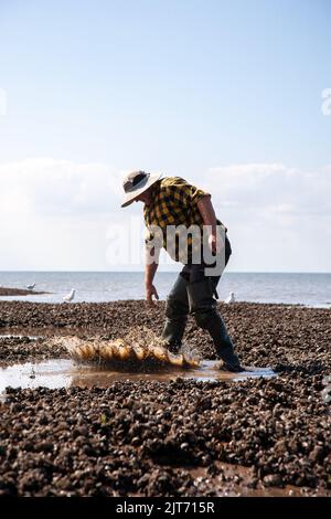 An image of the traditional task of mussel harvesting on the mussel ...