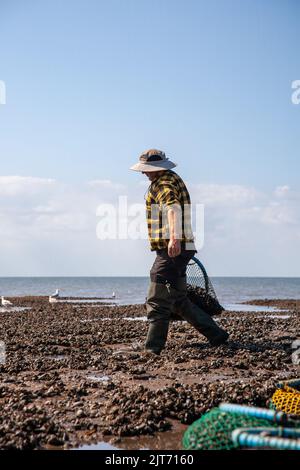 An image of the traditional task of mussel harvesting on the mussel ...