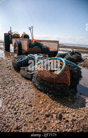 An image of the traditional task of mussel harvesting on the mussel ...