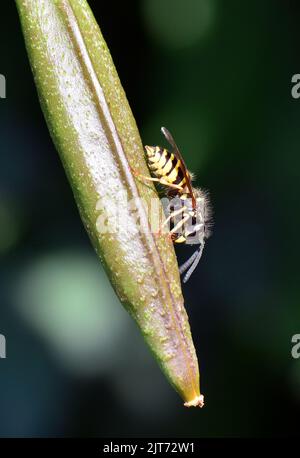common wasp, Gemeine Wespe, guêpe commune, Vespula vulgaris ...