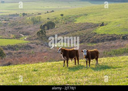 Calves in extensive breeding field in Rio Grande do Sul, Brazil. Beef ...