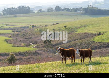 Calves in extensive breeding field in Rio Grande do Sul, Brazil. Beef ...
