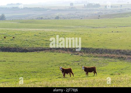 Calves in extensive breeding field in Rio Grande do Sul, Brazil. Beef ...