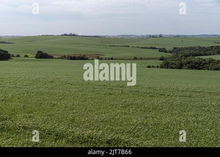 Soybean production fields in fallow covered by forage. Crop rotation ...