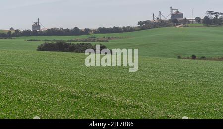 Soybean production fields in fallow covered by forage. Crop rotation ...