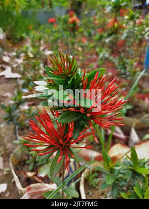 A closeup shot of red Chinese ixora flowers Stock Photo - Alamy